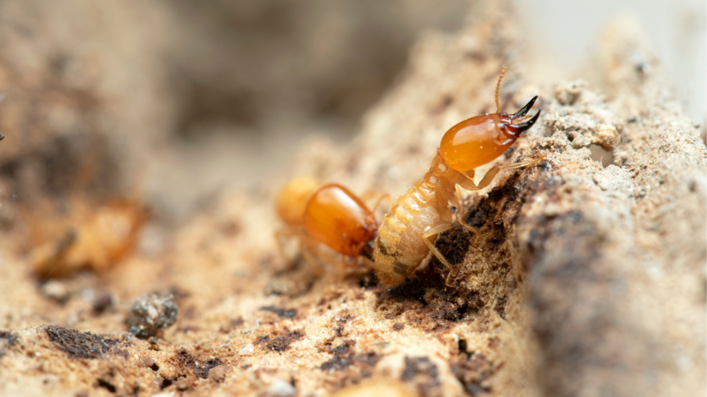 A Guide To Effective Drywood Termite Control In Baltimore