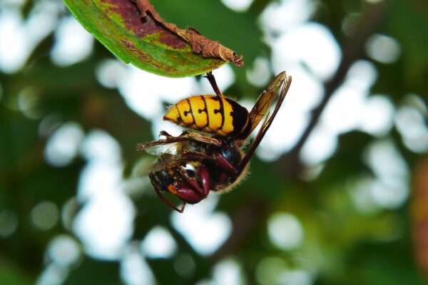 Common Types of Wasps and Bees in Maryland