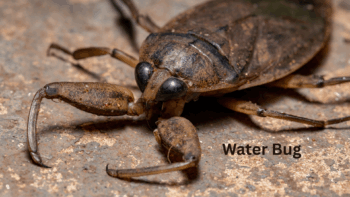 What’s the Difference Between Water Bugs and Cockroaches? | Pest Czar